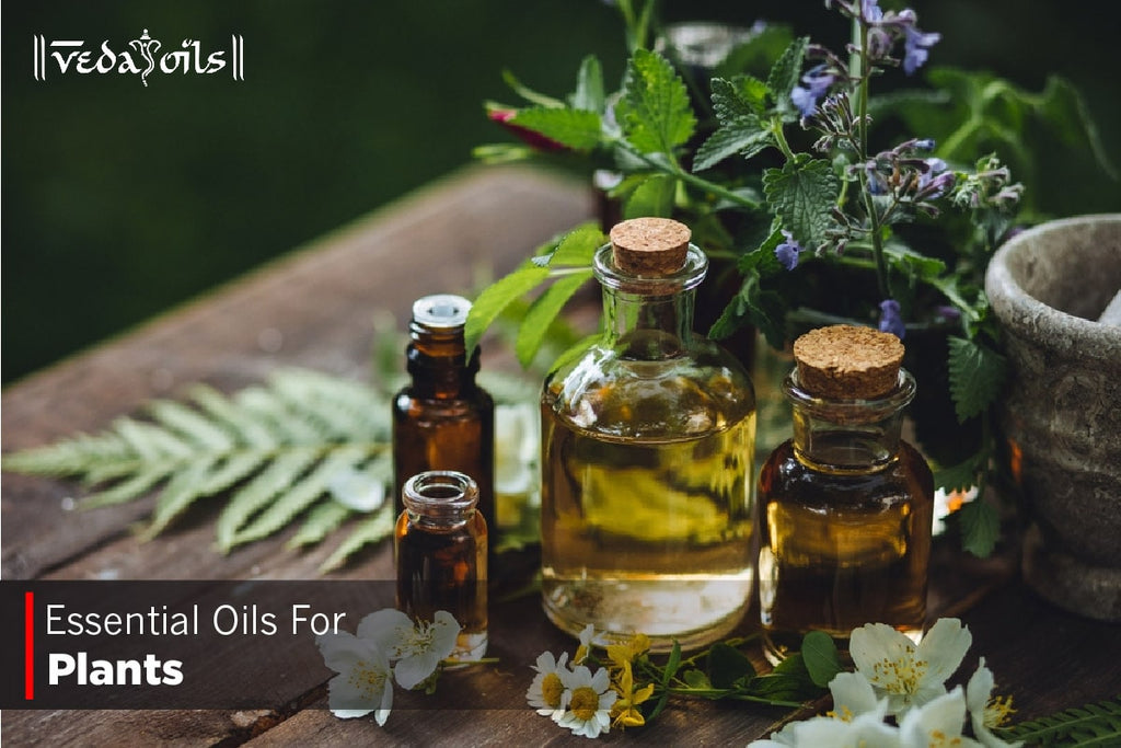 8 Best Essential Oils For Indoor Plants – VedaOils