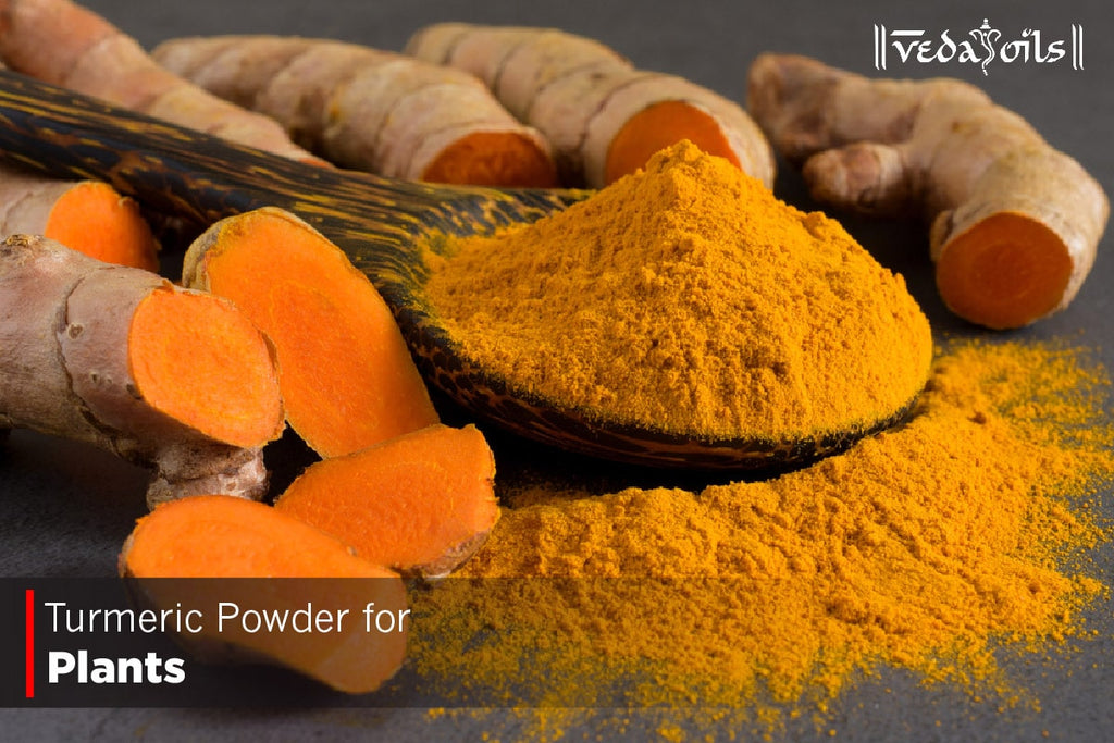 Turmeric Powder for Plants - Benefits & Ways to Use – VedaOils