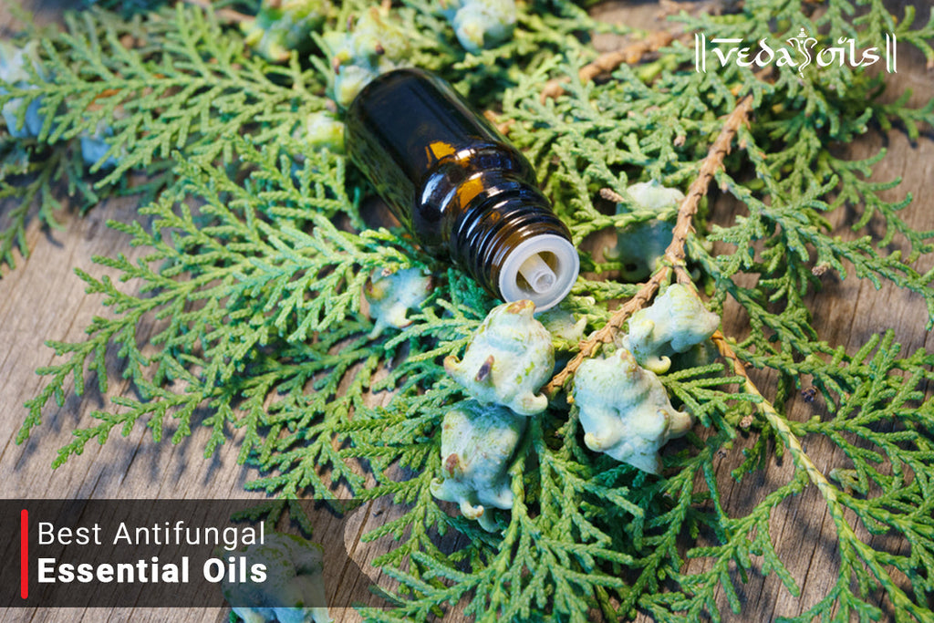 Top 10 Antifungal Essential Oils for Fungal Infections - DIY Recipes ...