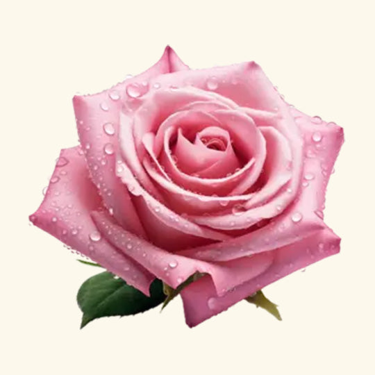 View Rose Raw Material Products Range – VedaOils