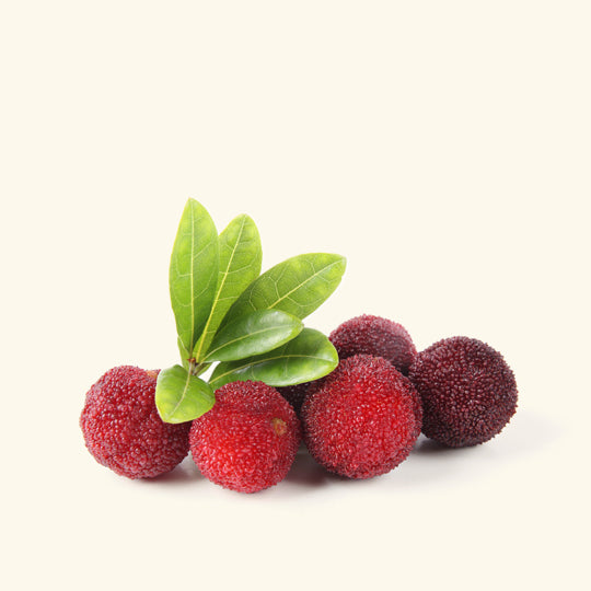 Bayberry Fragrance Oil | Oil Online in India | Buy Bayberry Fragrance ...