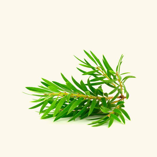 Buy Tea Tree Essential Oil Online in India | Tea Tree Bulk Wholesale ...